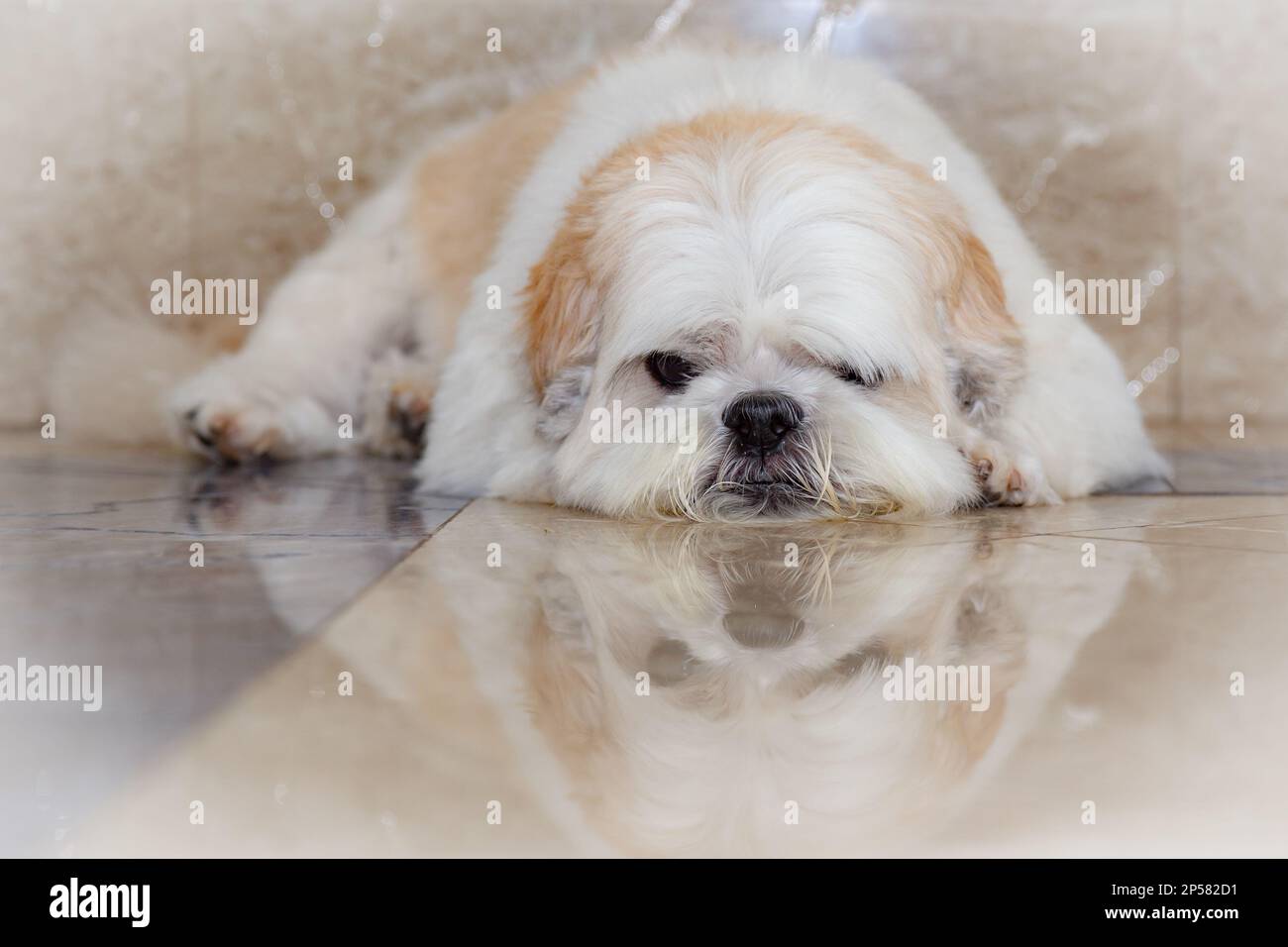 Shih tzu dog sleeping and relaxing with reflection on floor Stock Photo ...