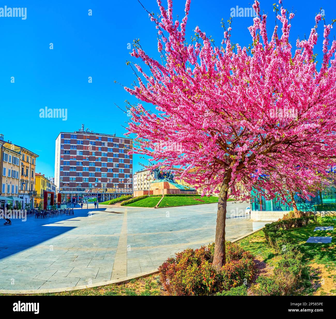 MONZA, ITALY - APRIL 11, 2022: Blooming cherry tree on street of Monza ...
