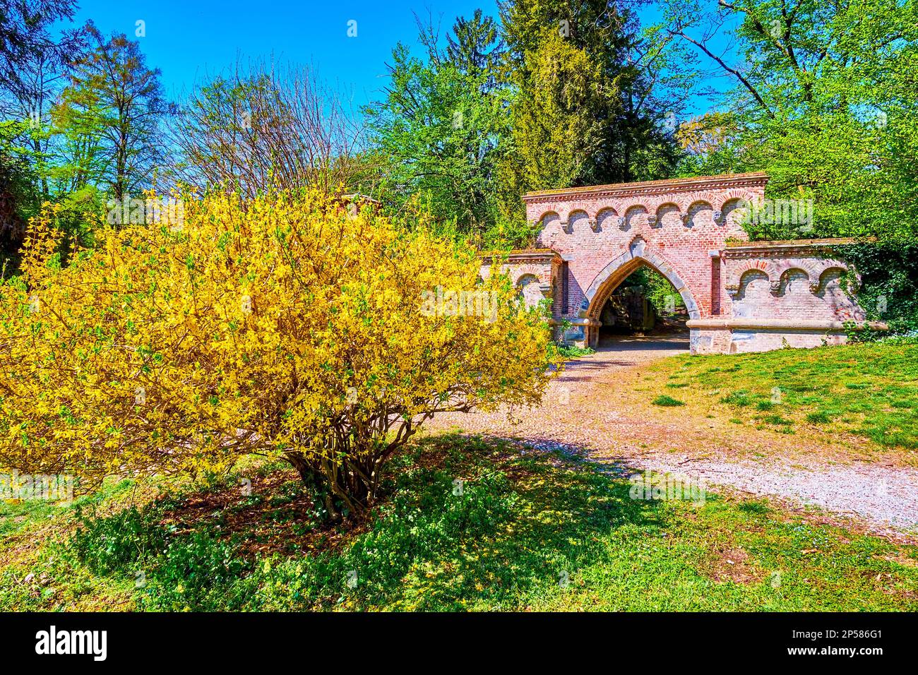 The yellow blooming bush of forsythia and medieval Neo-Gothic portal in ...