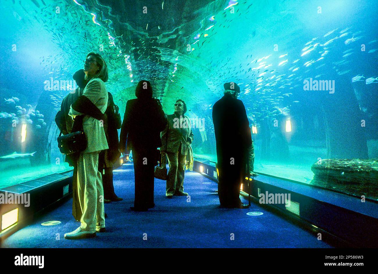 Underwater tunnel of 38 meters in oceans area,Visitors enjoy marine ...