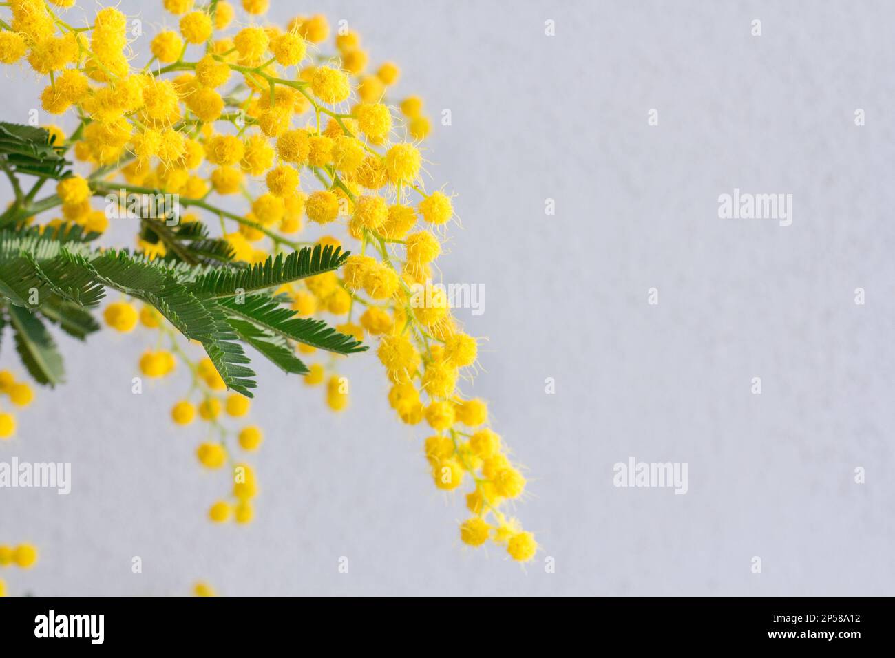 Blooming mimosa tree on a gray background.Mimosa spring flowers Easter ...