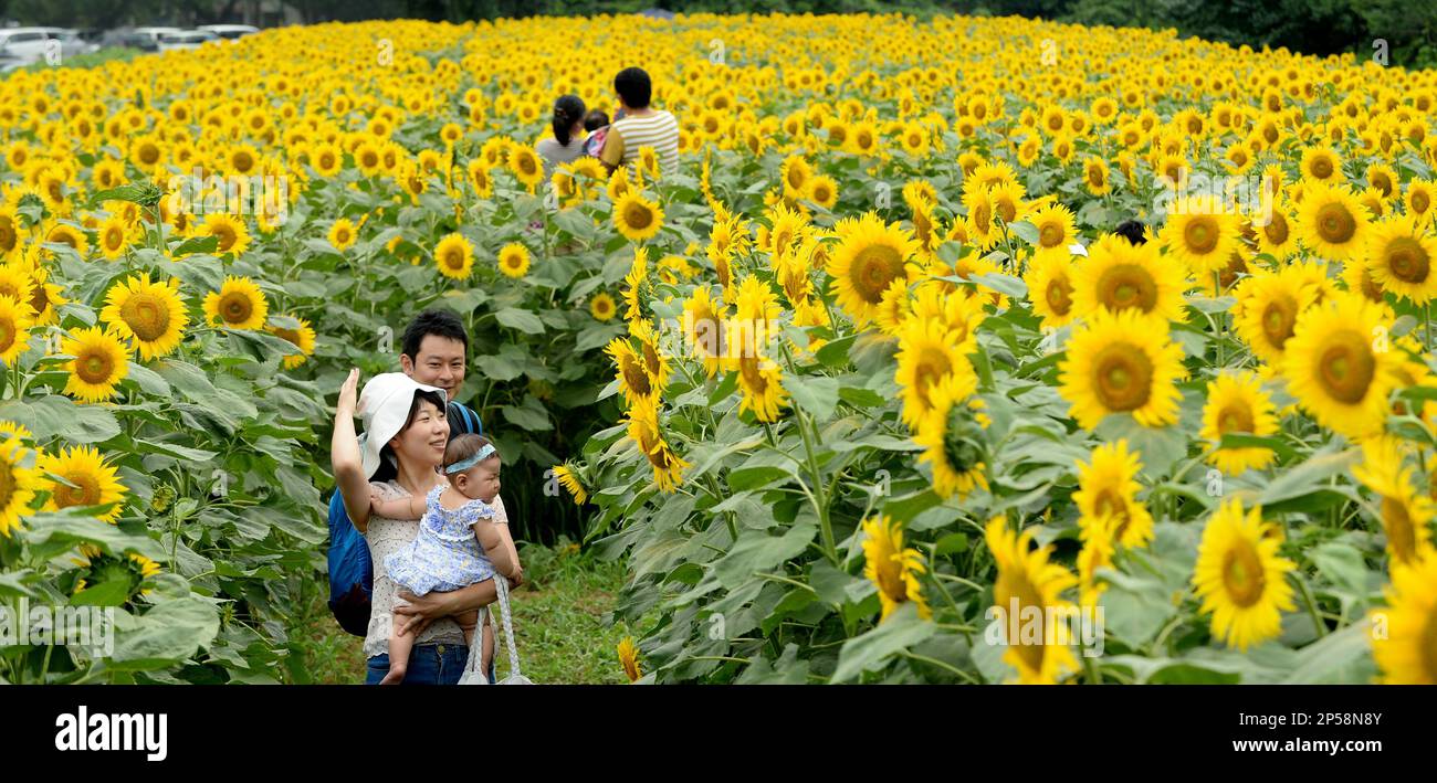 A labyrinth formed by sunflower is opened to the public at Narita Yume ...