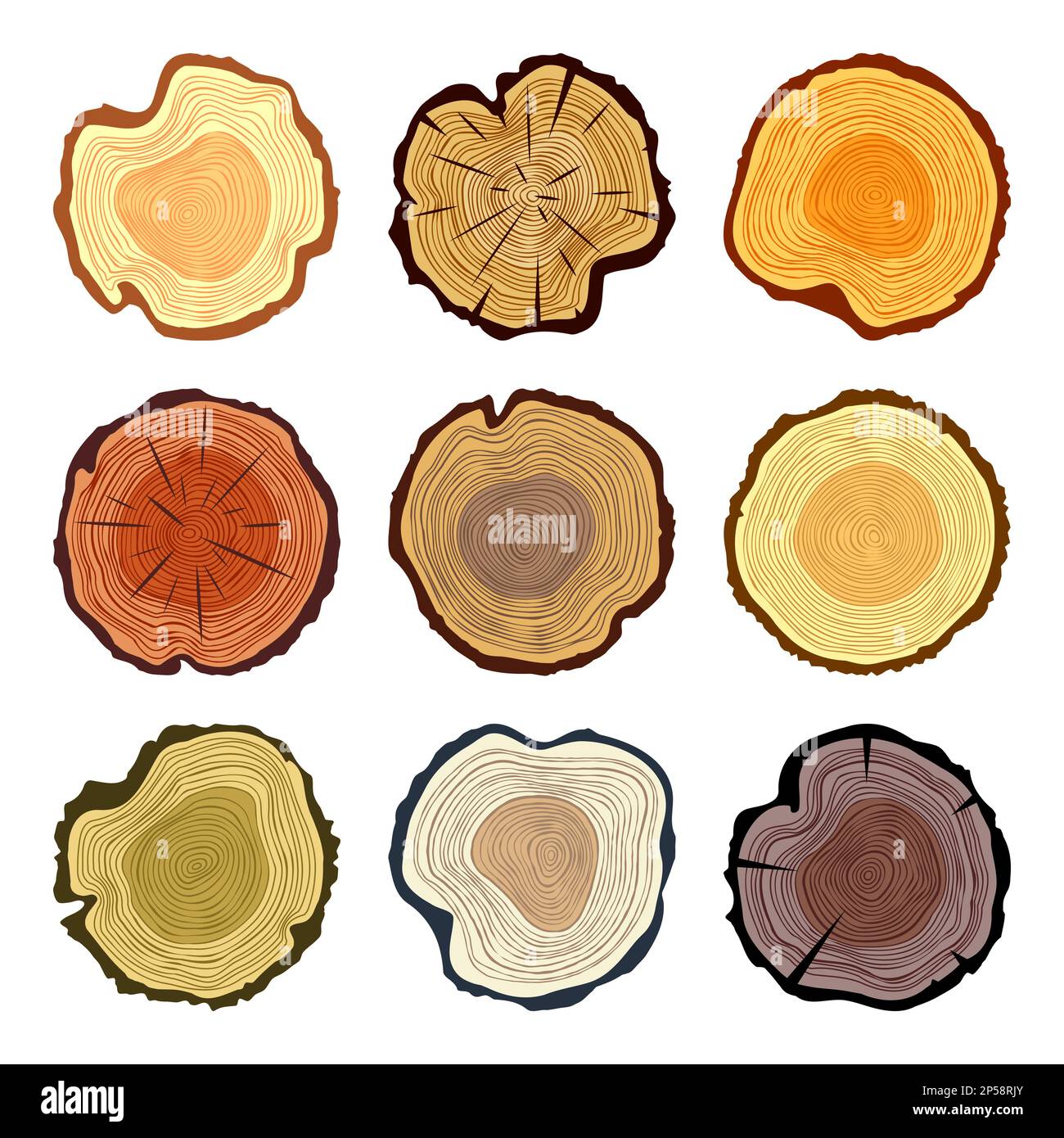 Round colorful tree trunk cuts, sawn pine or oak slices, lumber. Saw ...