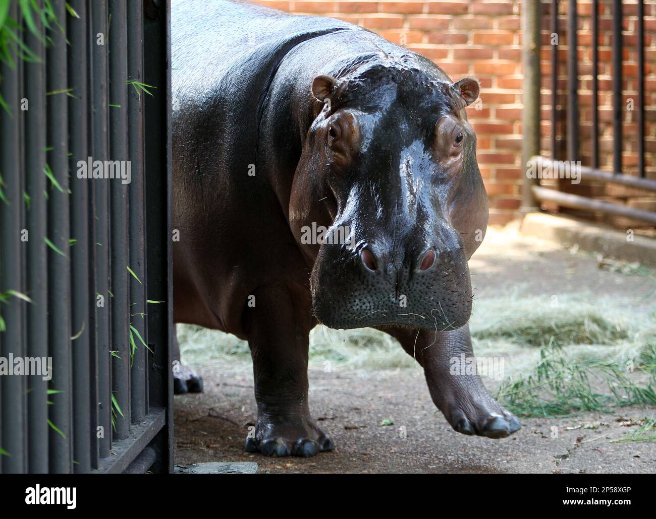 The newest resident of the Memphis Zoo, Binti, explores the ...