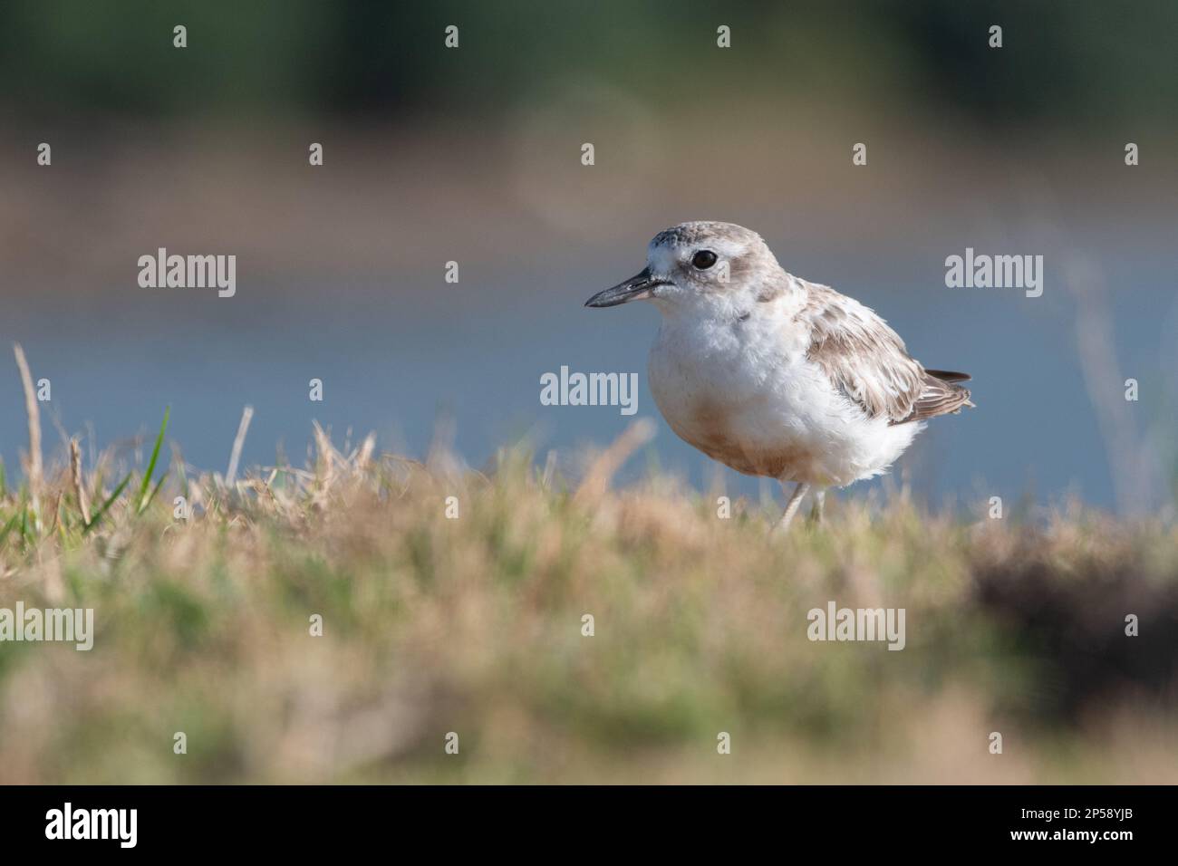 Northern New Zealand dotterel or red-breasted plover (Charadrius ...
