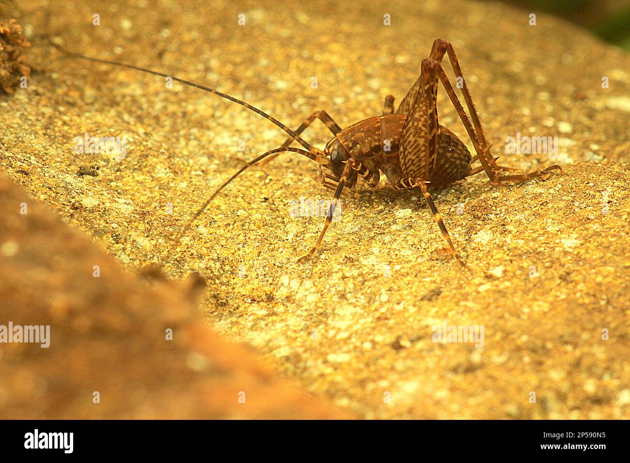 Camel cricket (Pleioplectron hudsoni Stock Photo - Alamy