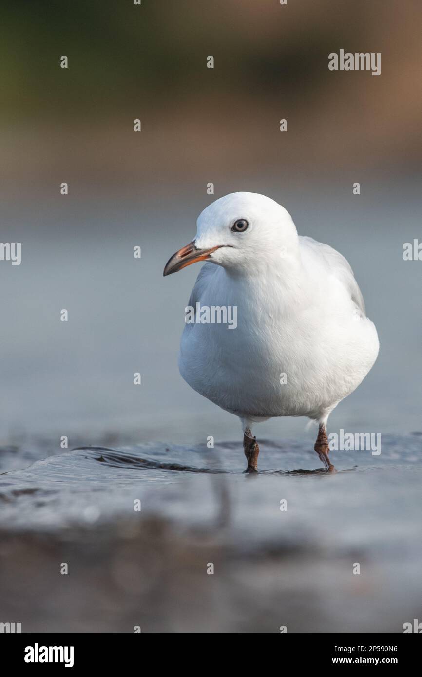 Tarapunga hi-res stock photography and images - Alamy