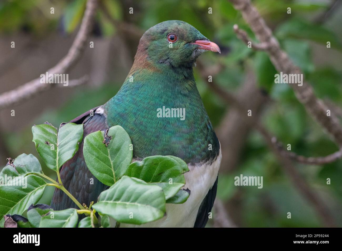 The kereru (Hemiphaga novaeseelandiae) or New Zealand pigeon is a ...