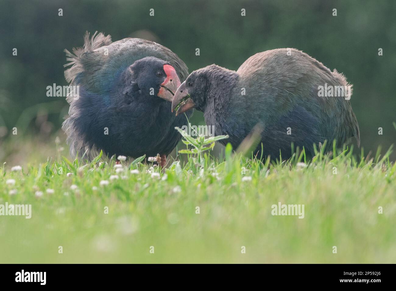 The takahe (Porphyrio hochstetteri), a large flightless and endangered ...