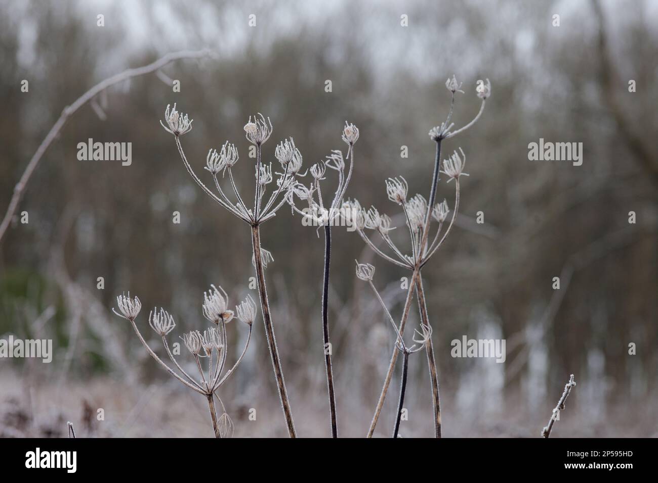 Frozen cow parsley umbelliferous umbels against wintry background ...