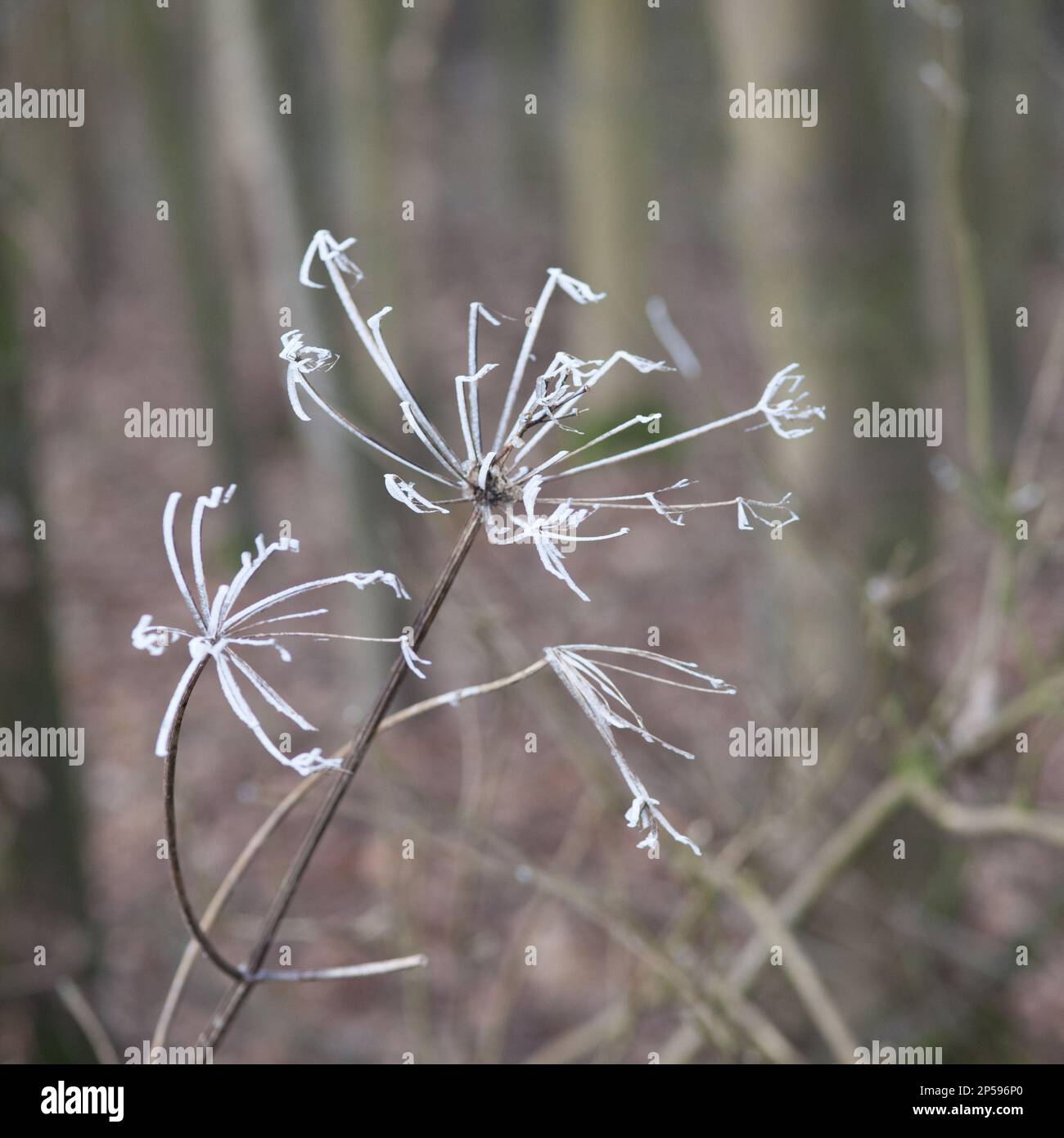 Frozen cow parsley umbelliferous umbels against wintry background ...