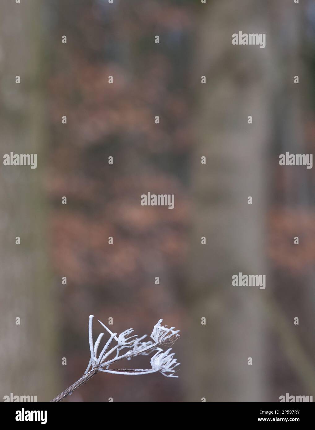 Frozen cow parsley umbelliferous umbels against wintry background ...