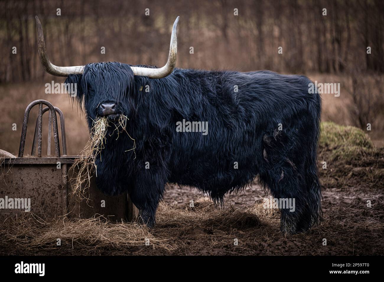 I saw this absolutely magnificent , black, Highland Bull whilst driving ...