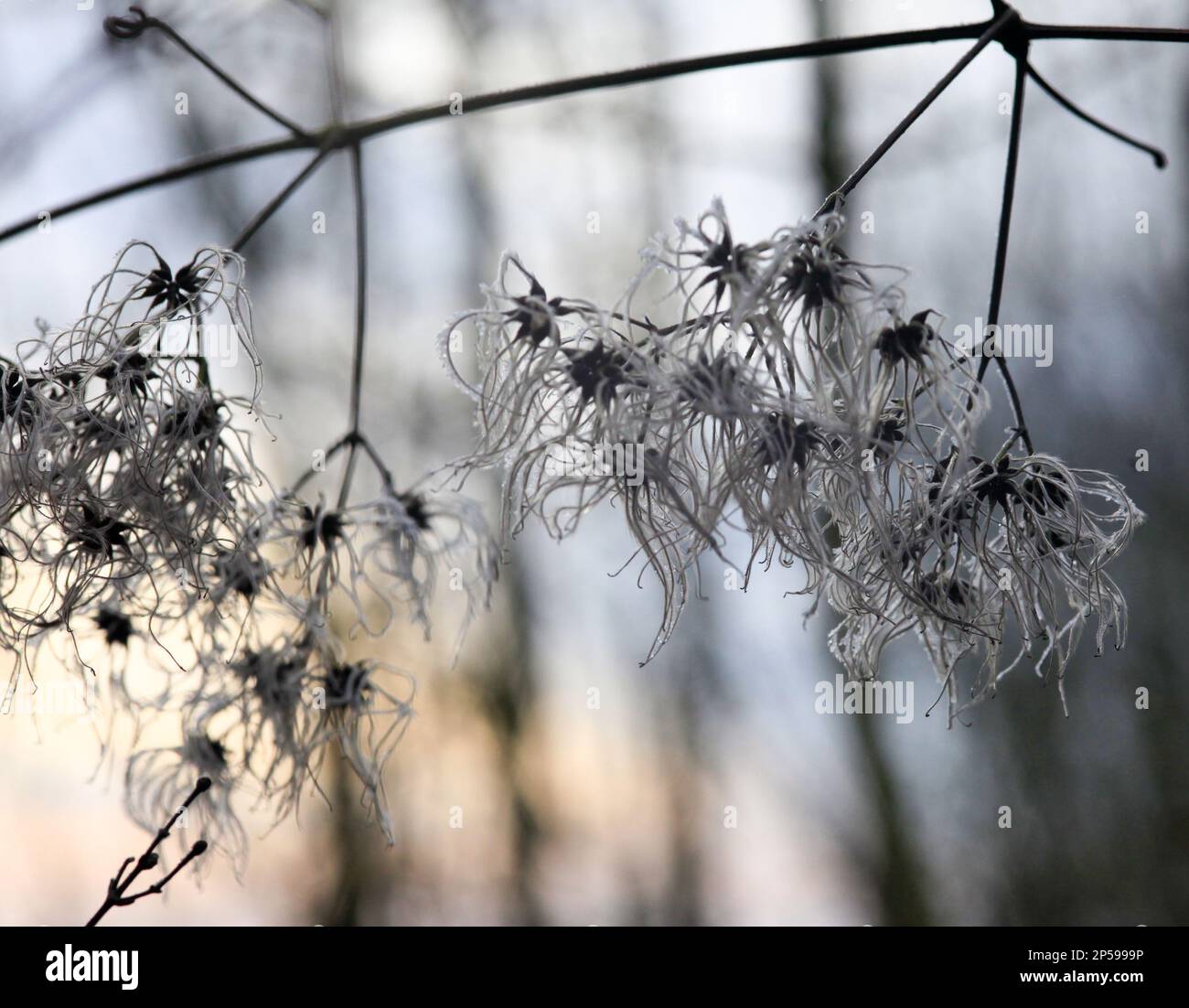 Seed walk hi-res stock photography and images - Alamy