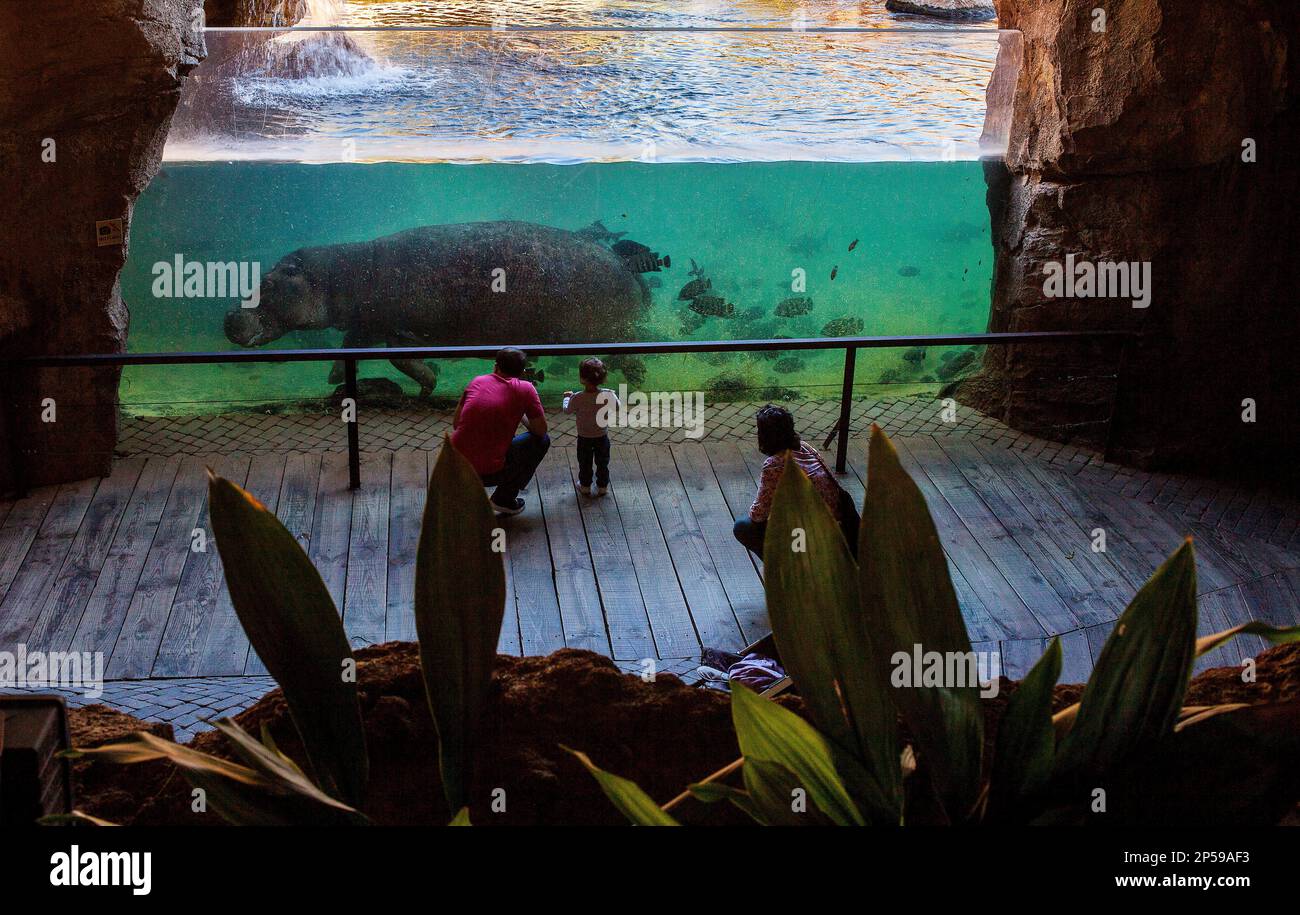 People observing a hippo,Hippopotamus amphibius.Bioparc.Valencia, Spain ...