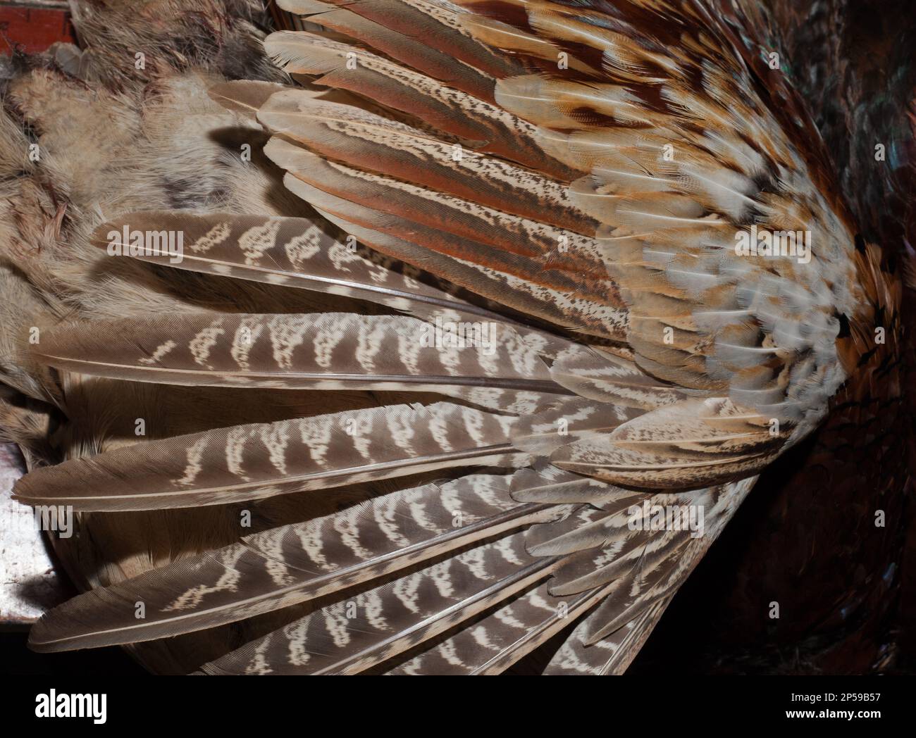 After the shoot Close ups of pheasant feathers rural England UK Stock ...