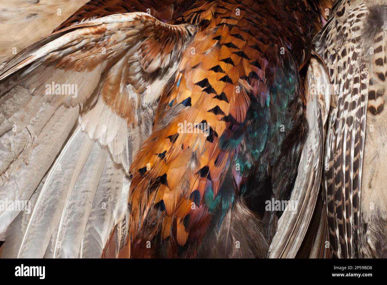 After the shoot Close ups of pheasant feathers rural England UK Stock ...