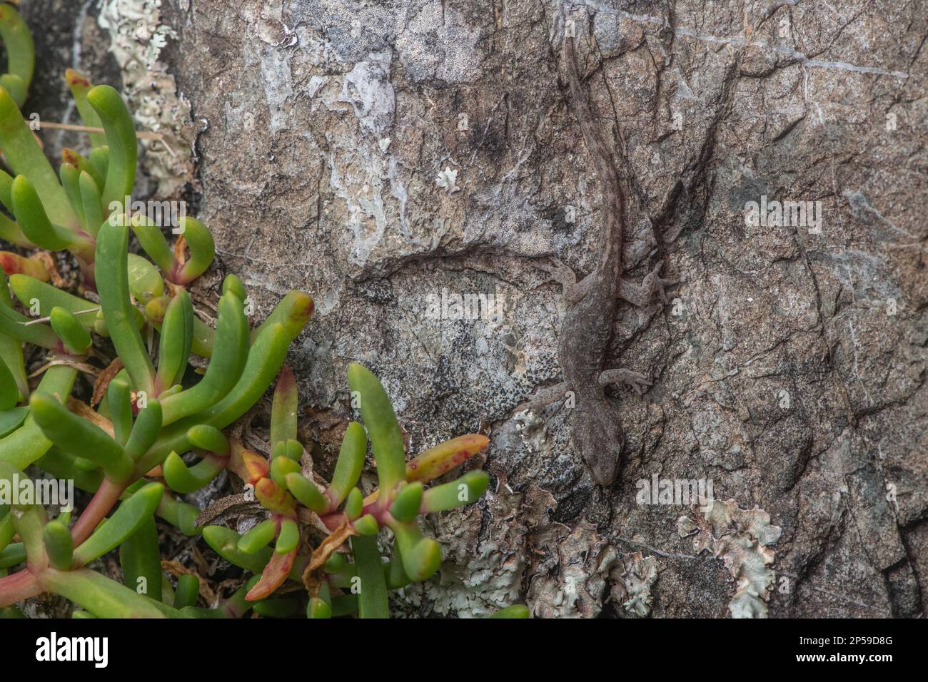 Raukawa Gecko (Woodworthia maculata) a nocturnal lizard with great ...