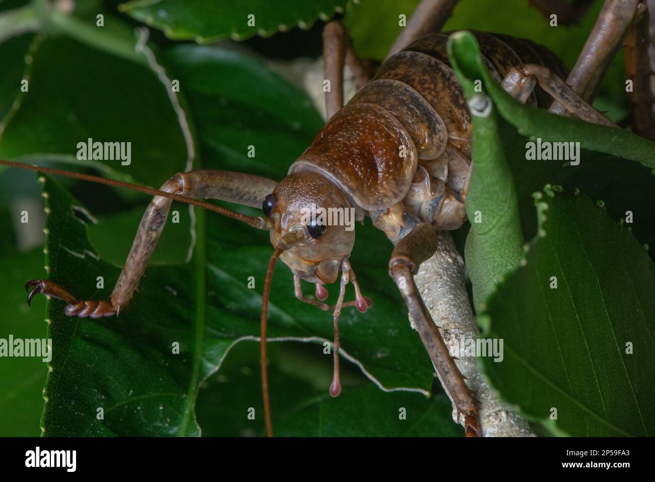 Largest Insects In History
