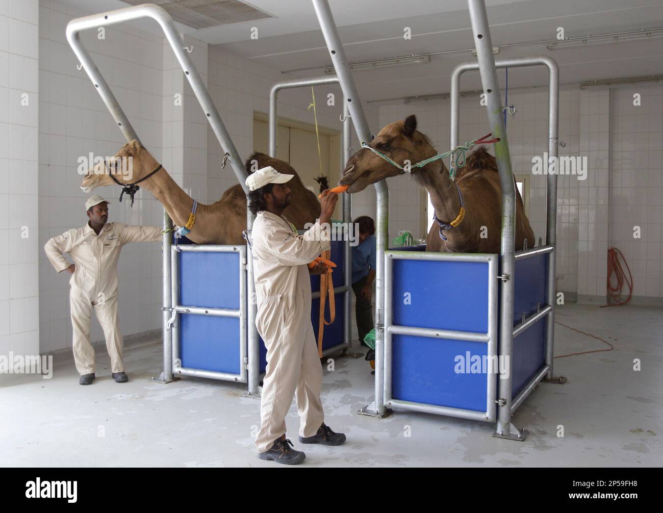 An employee feeds a camel a carrot at Camelicious farm in Dubai, United ...