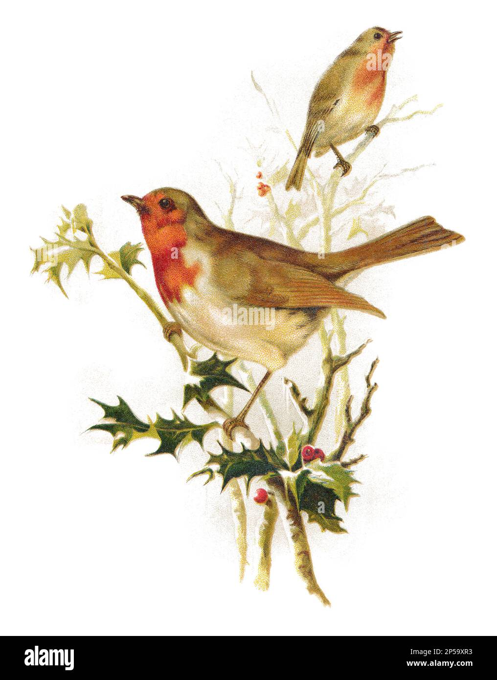 Vintage Victorian illustration of two Christmas robins and some holly ...
