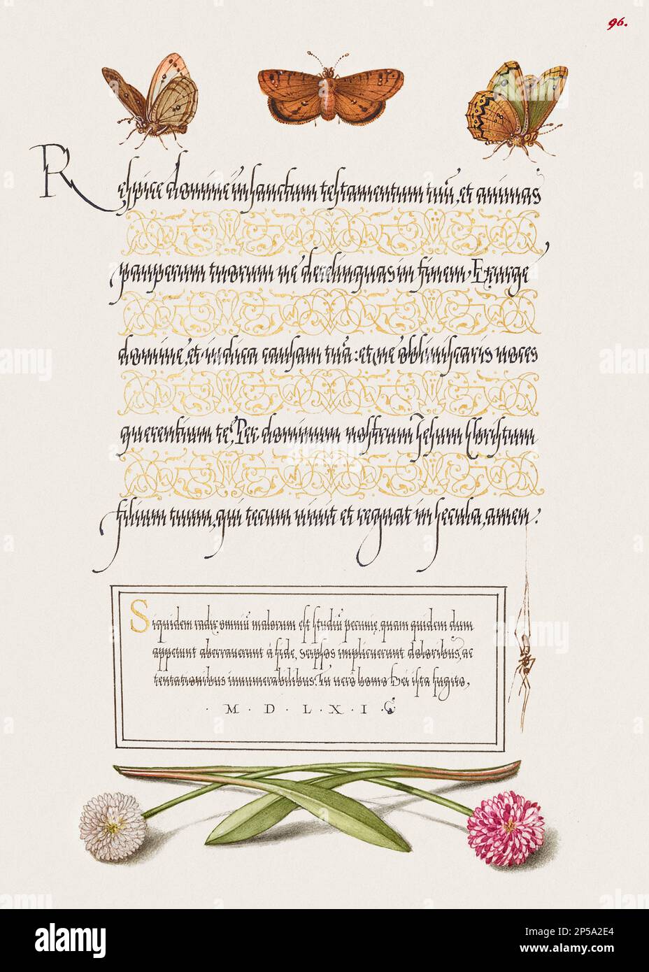 Medieval ornaments. Butterflies, Moth, Spider and English Daisies Stock ...