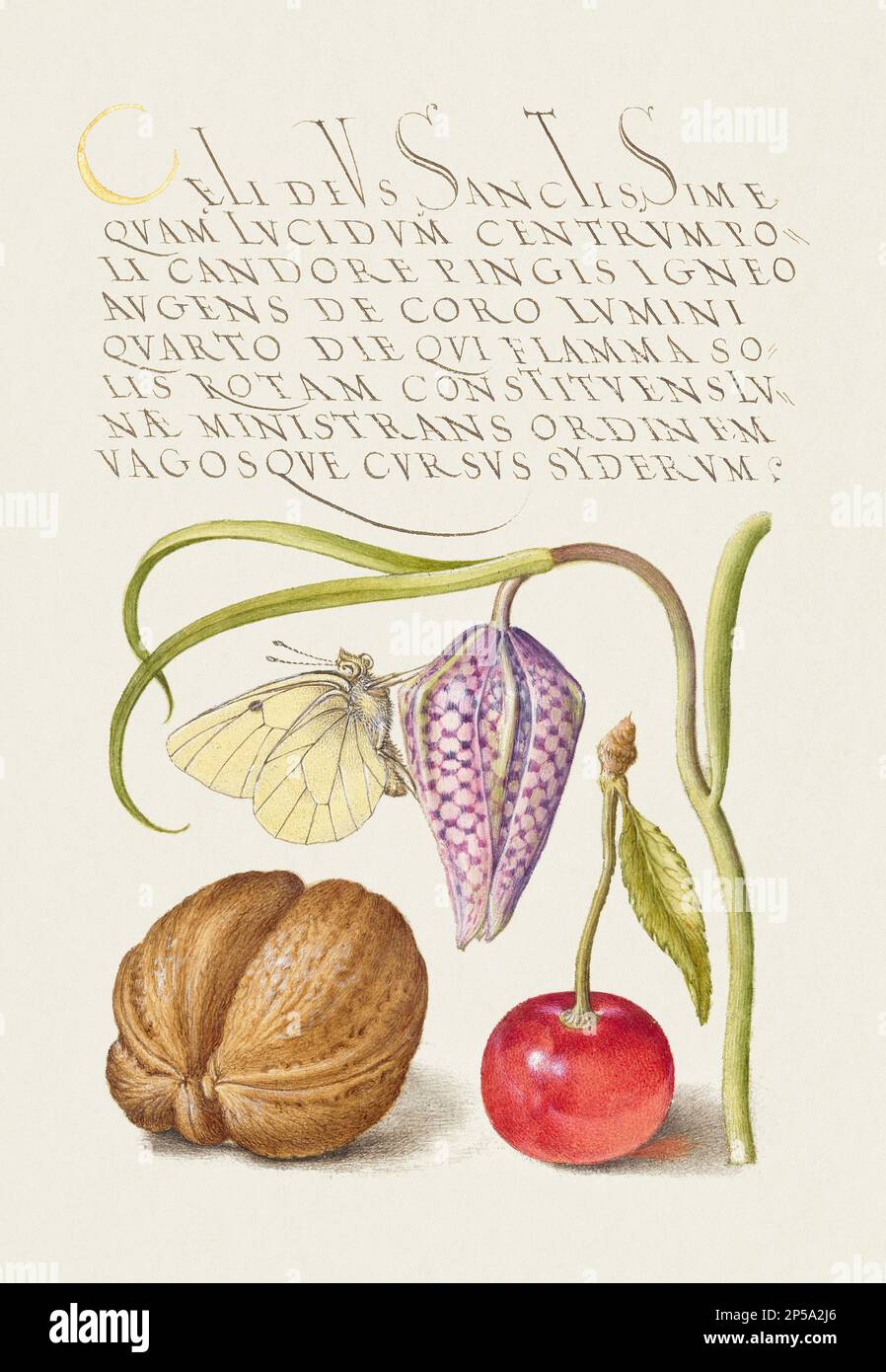 Medieval ornaments. Butterfly, Snakeshead, English Walnut, and Sweet ...