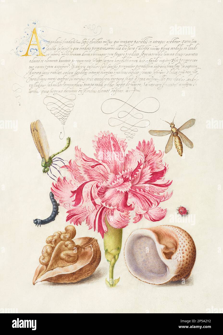 Medieval ornaments. Damselfly, Carnation, Insect, Caterpillar, Ladybird ...
