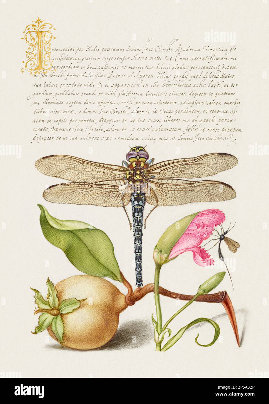 Medieval ornaments. Dragonfly, Pear, Carnation and Insect Stock Photo ...