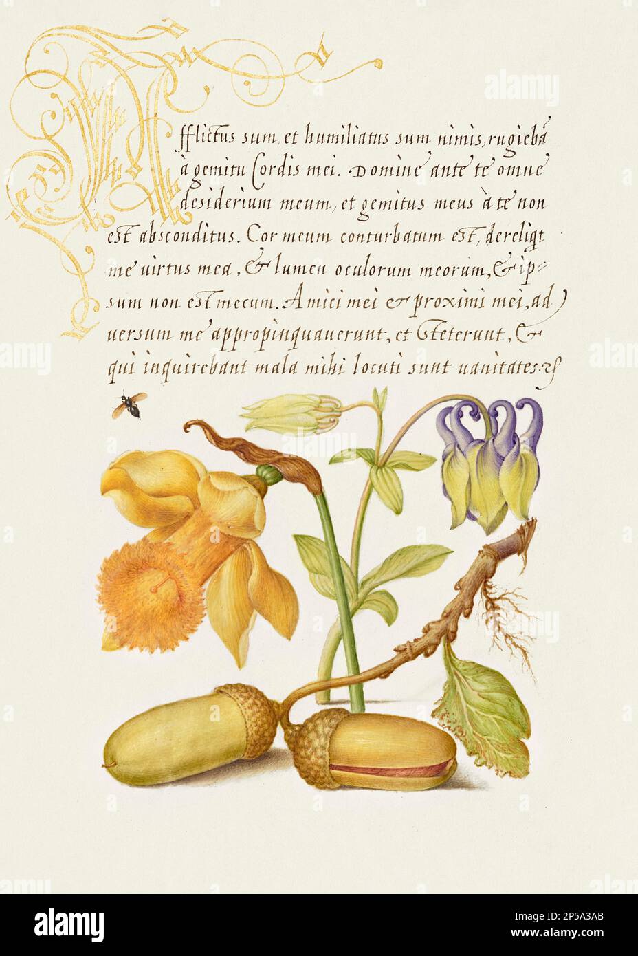 Medieval ornaments. Insect, Daffodil, European Columbine and English ...