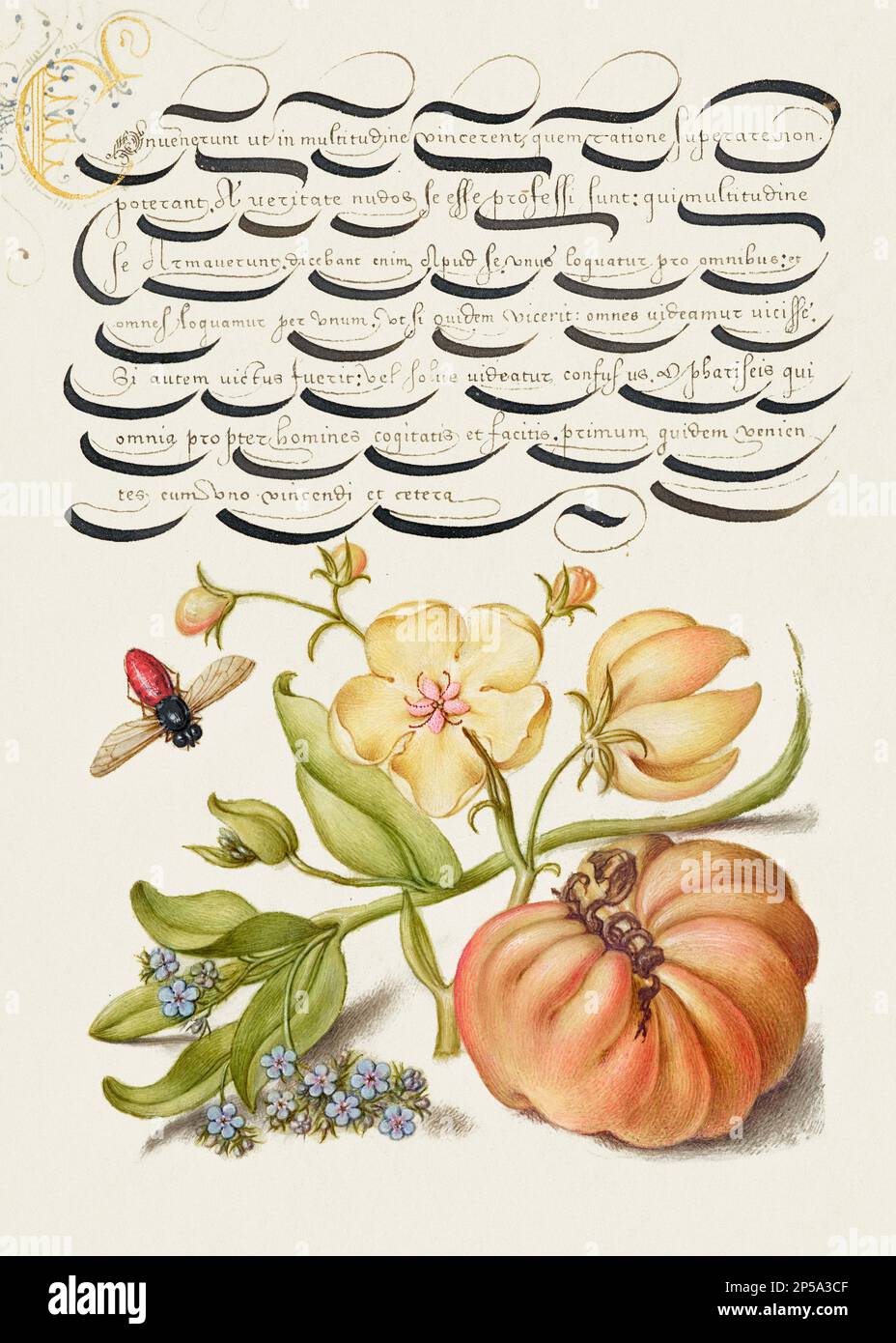 Medieval ornaments. Insect, Moth Mullein, Forget Me Not, and Tomato ...