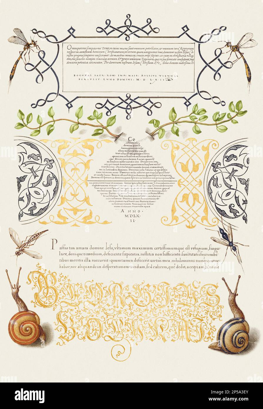 Medieval ornaments. Insects, Basil Thyme, and Land Snails Stock Photo ...