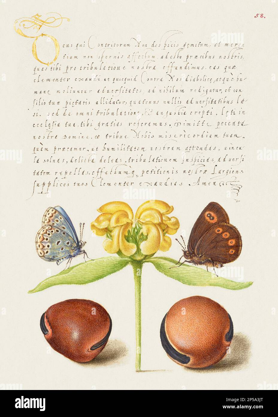 Medieval ornaments. Moths, Jerusalem Sage, and Beans Stock Photo - Alamy
