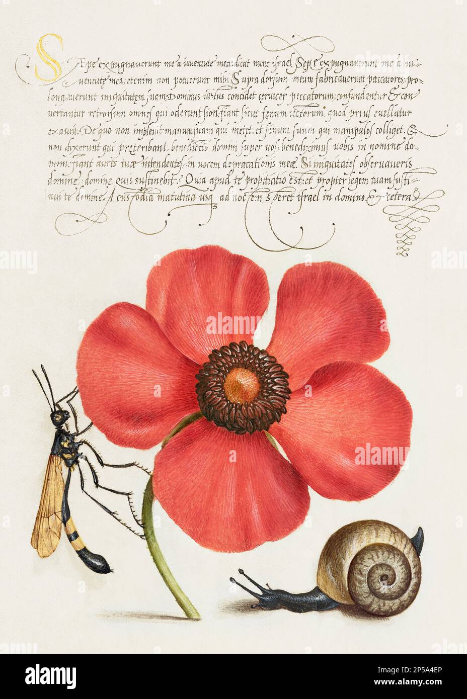 Medieval ornaments. Mollusk, Poppy Anemone, and Crane Fly Stock Photo ...