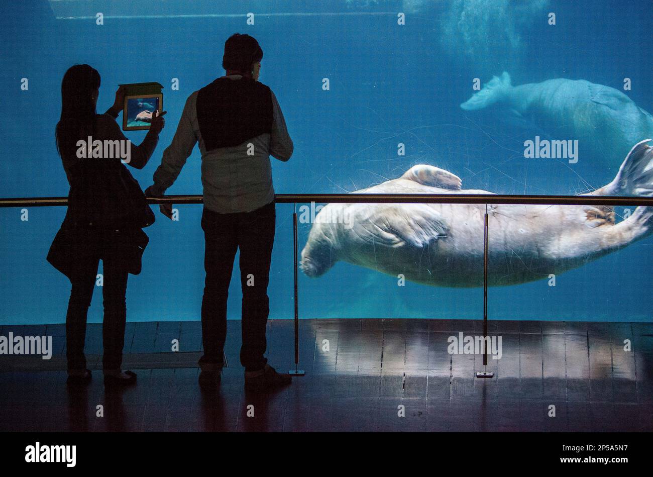 walrus (Odobenus rosmarus) in the arctic house in Oceanografic by Félix Candela, City of Arts ...