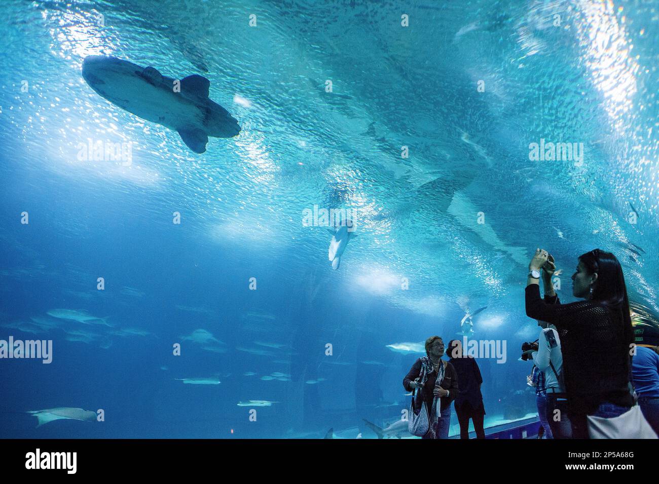 Underwater tunnel of 38 meters in oceans area,Visitors enjoy marine ...