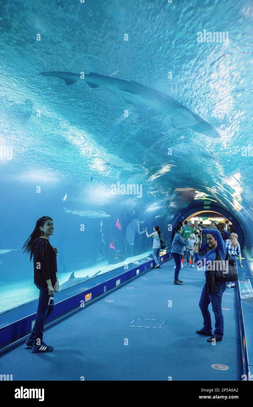 Underwater tunnel of 38 meters in oceans area,Visitors enjoy marine ...