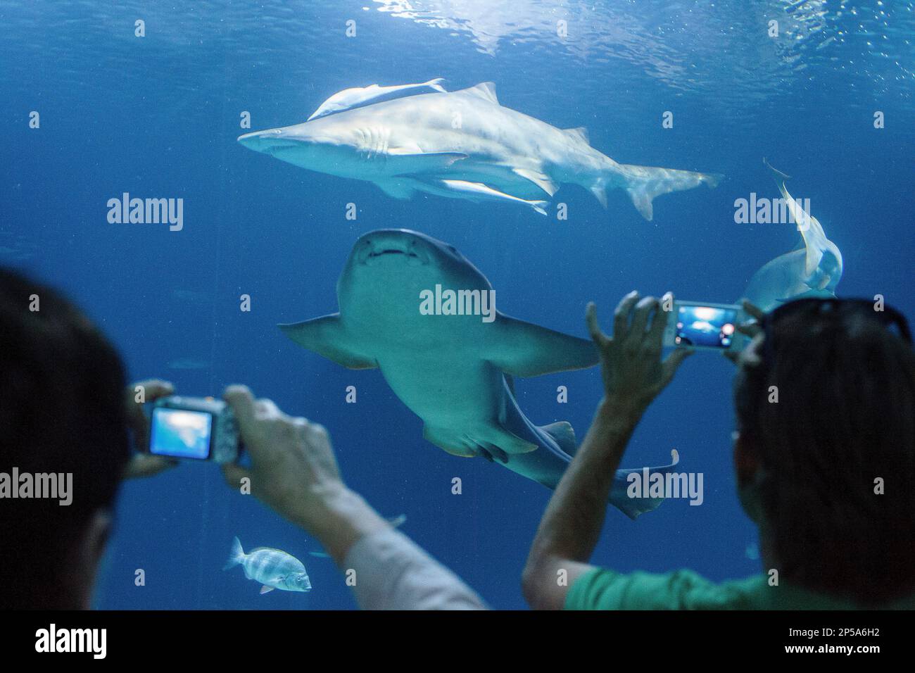 Underwater tunnel of 38 meters in oceans area,Visitors enjoy marine ...