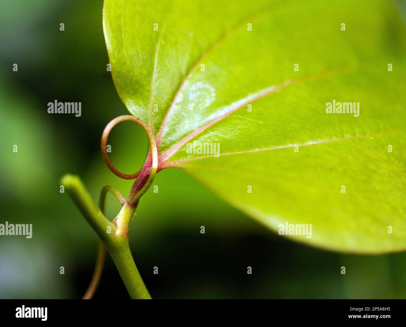 ADVANCE FOR SUNDAY JUNE 29 AND THEREAFTER - The tendrils of the smilax ...