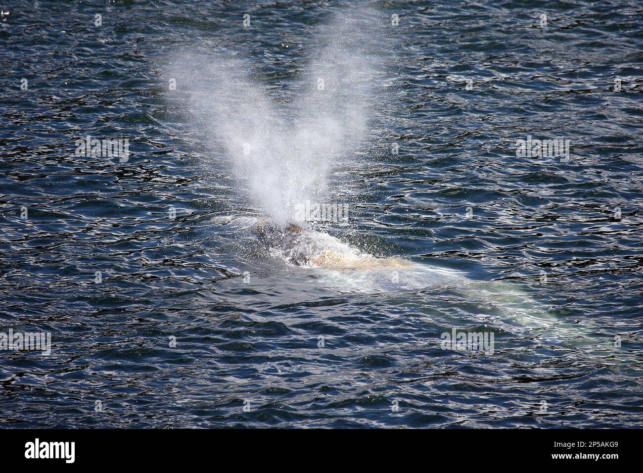 A gray whale comes up for air near the Purdy Spit Bridge in Olalla ...