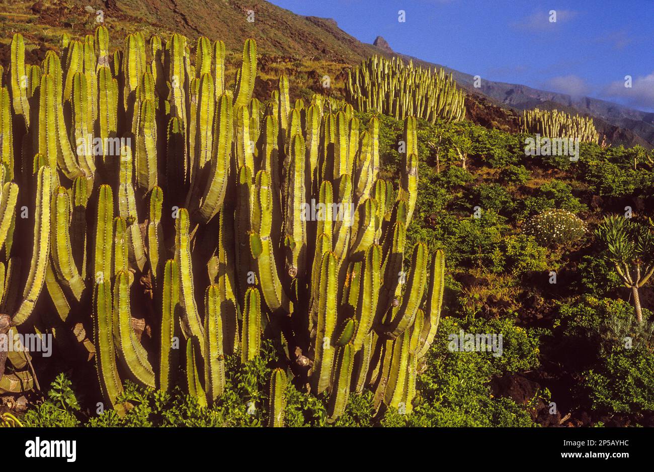 Cactus in Las Playas, El Hierro, Canary Island, Spain, Europe Stock ...