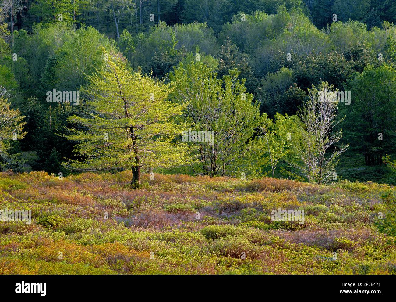 A spring woodland meadow in Moshannon State Forest, Pennsylvania Stock ...