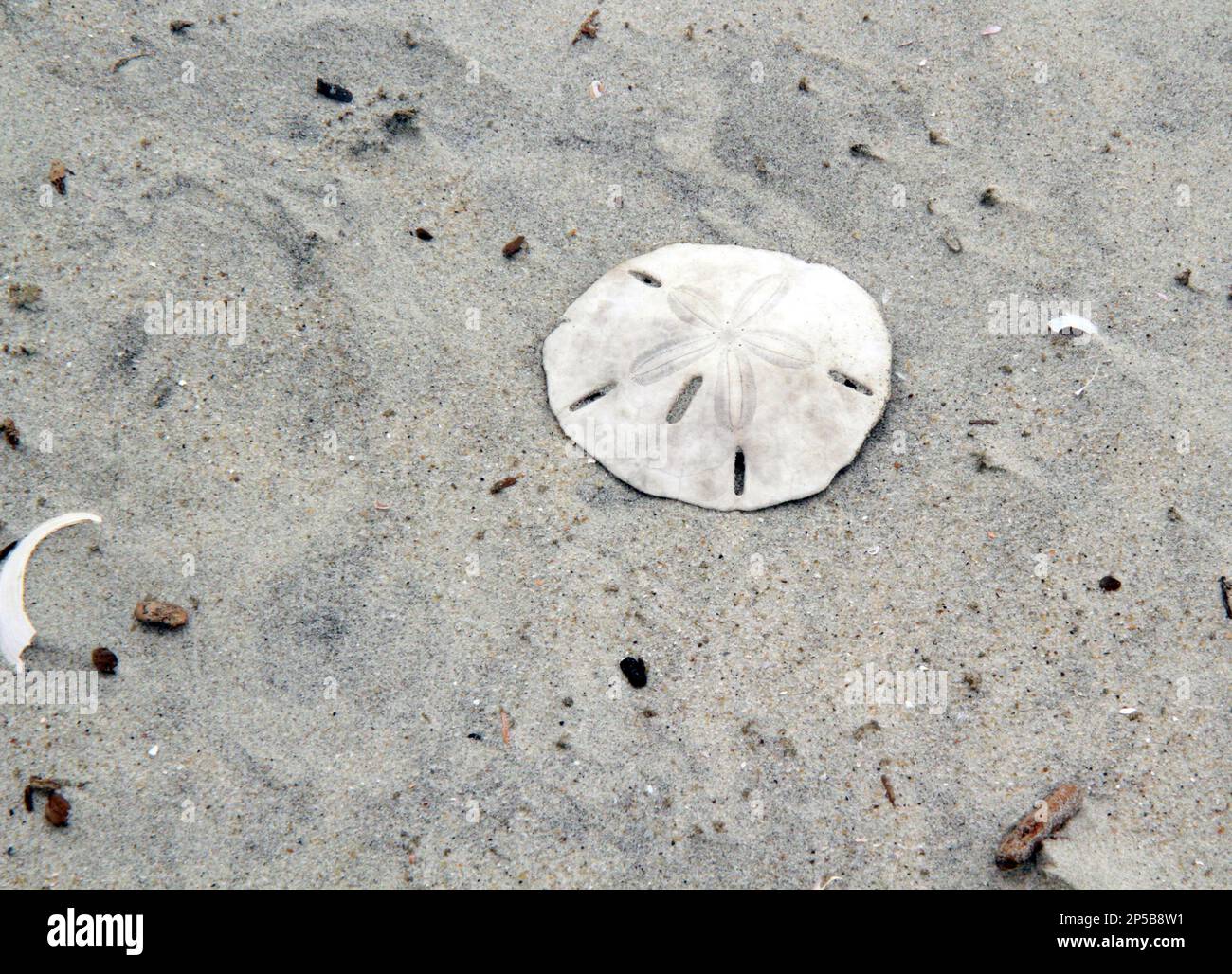 This undated photo shows a shell on a beach at Little St. Simons Island ...