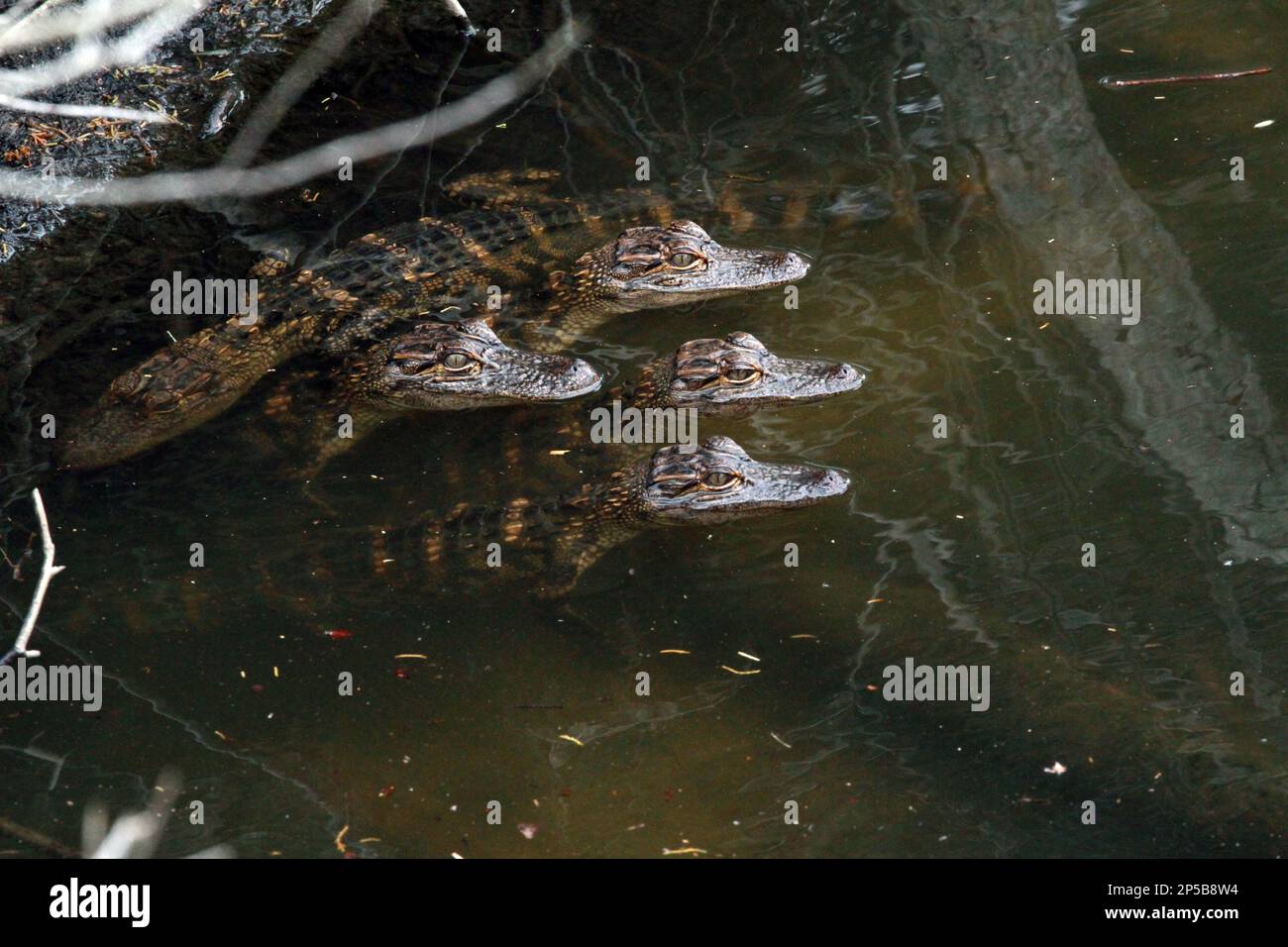 This undated photo shows young alligators at Little St. Simons Island ...