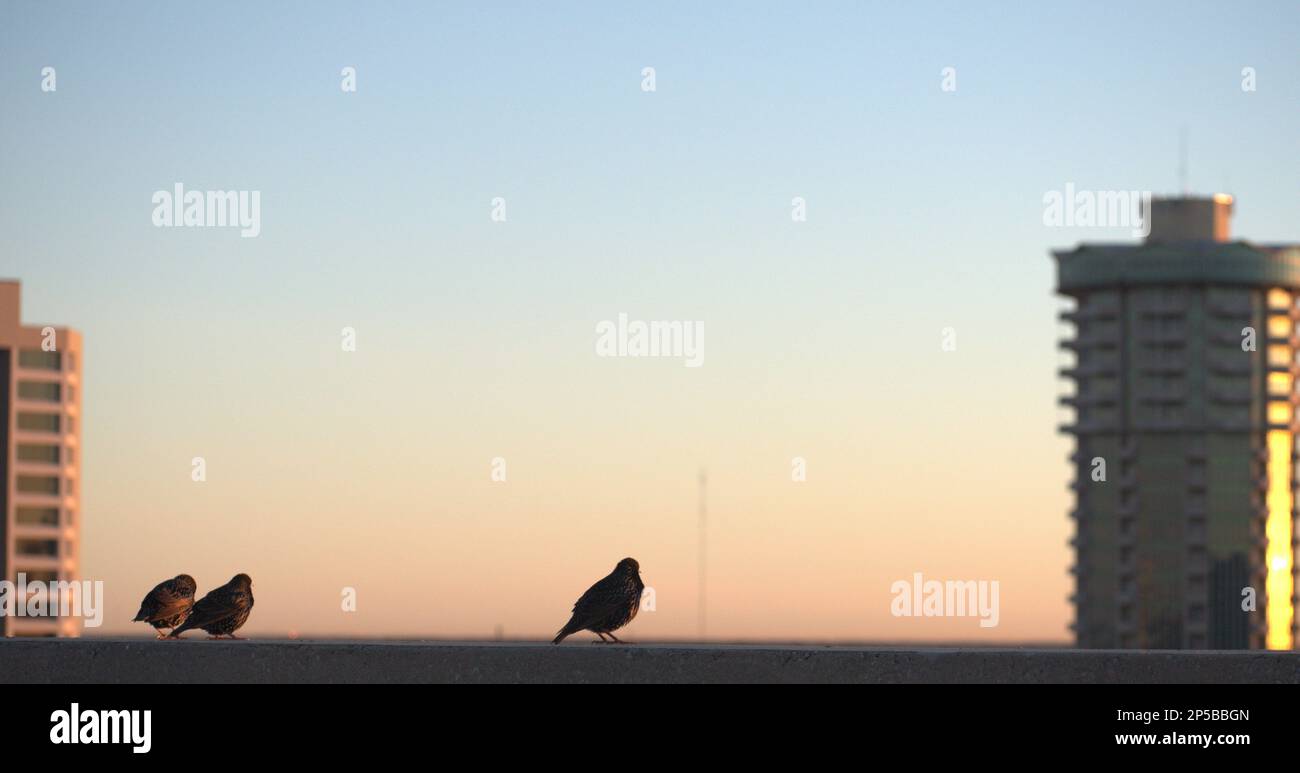 Morning sky birds hi-res stock photography and images - Alamy
