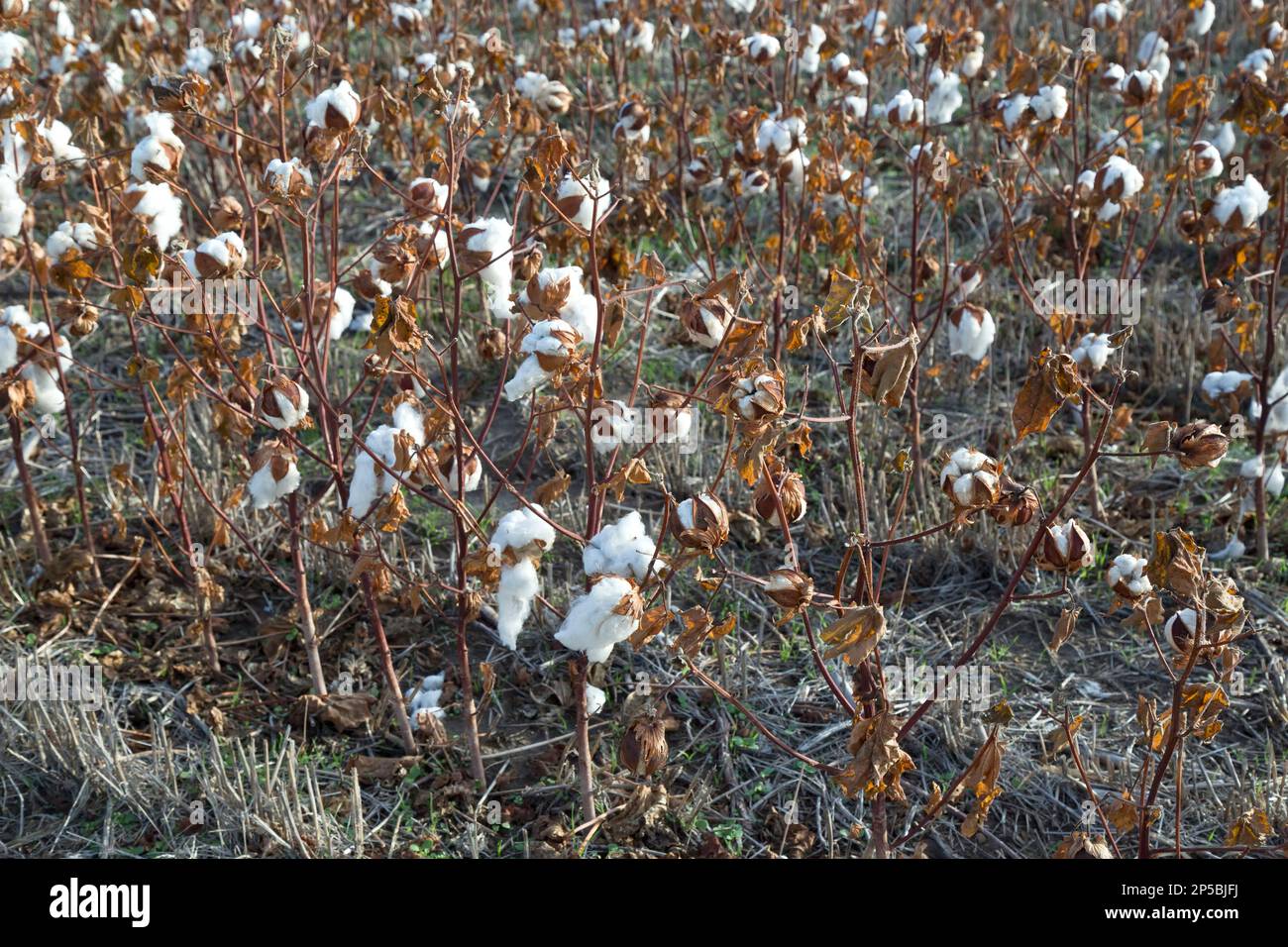 Cotton growing in field, crop failure due to lack of rainfall ...