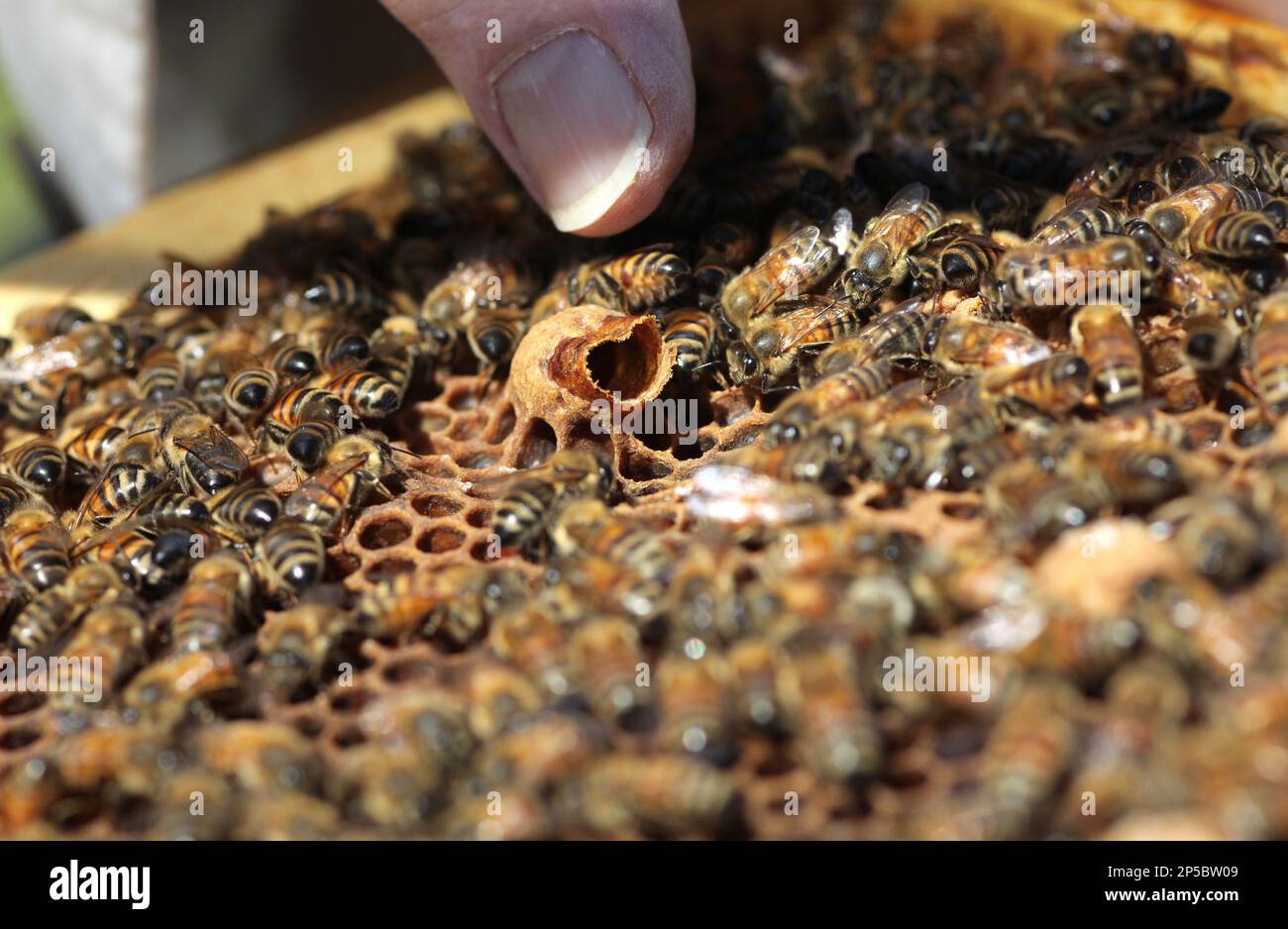 In this undated photo, beekeeper Larry Connor points to a cell where ...
