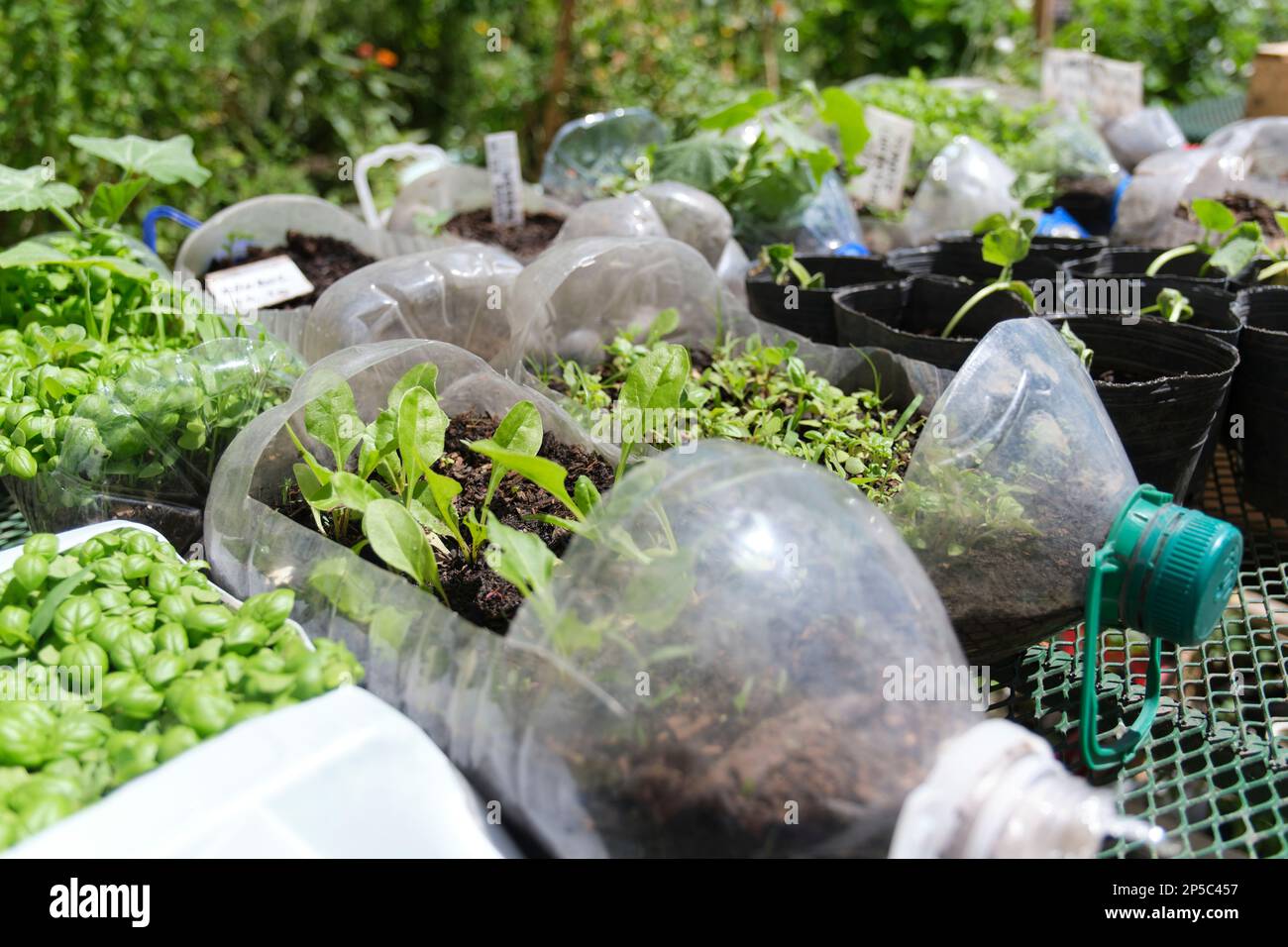 Green plants in reused plastic bottles, urban vegetable garden ...
