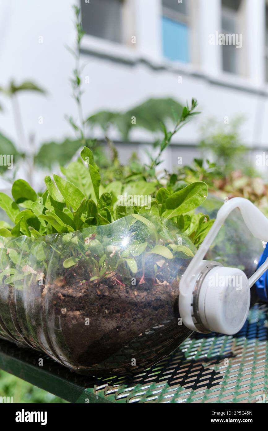 Bottle Vegetable Garden