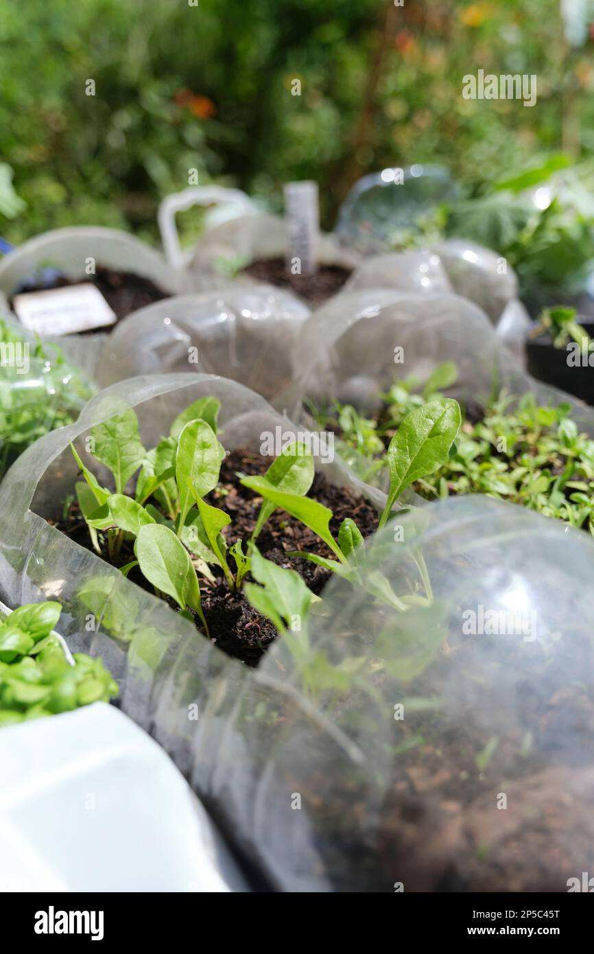 Green plants in reused plastic bottles, urban vegetable garden ...